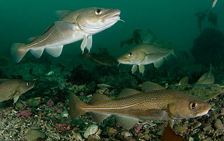 Noordzee zit weer vol vis. | Deltavissers Digitaal